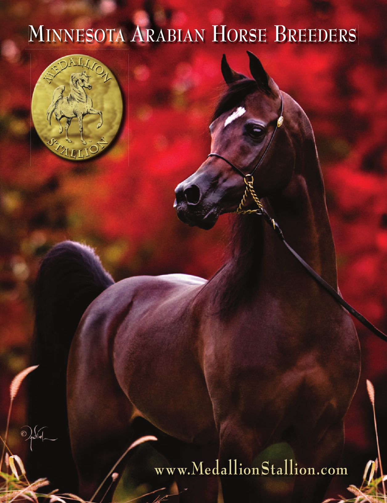 Minnesota Arabian Horse Breeders by Arabian Horse Times - Issuu