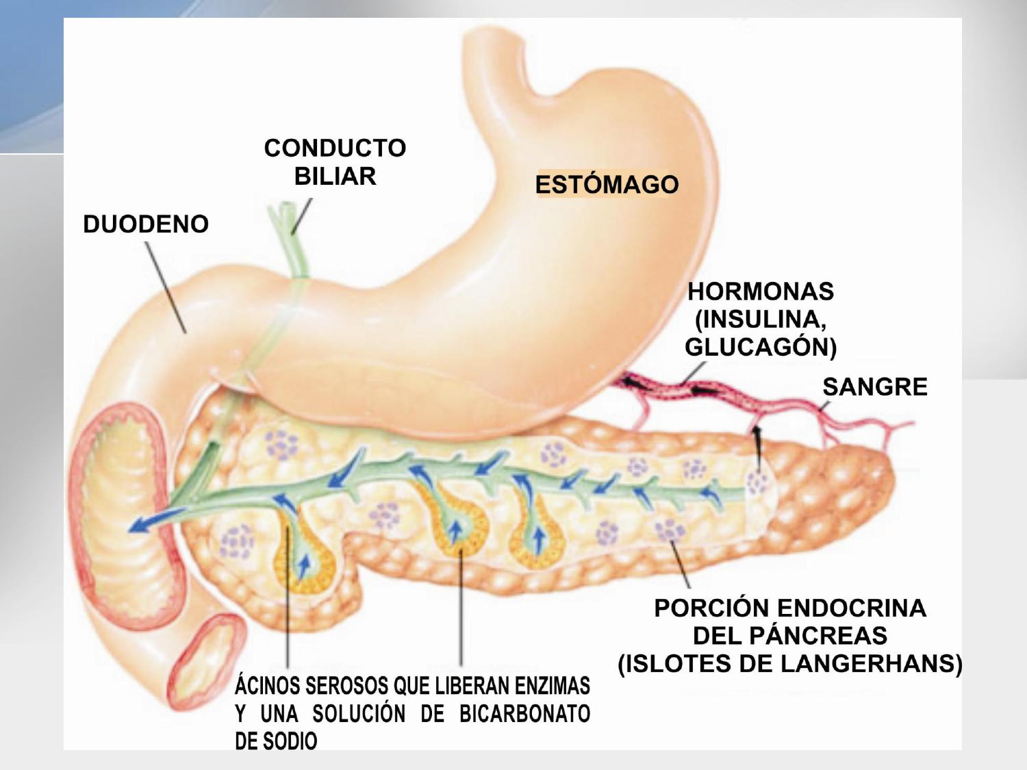 SISTEMA DIGESTIVO HUMANO by Julio César Vásquez Gonzales - Issuu