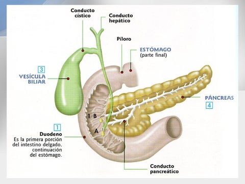 SISTEMA DIGESTIVO HUMANO by Julio César Vásquez Gonzales - Issuu