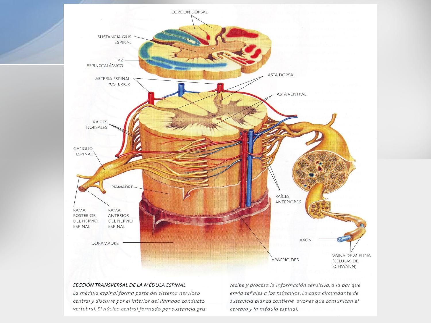 SISTEMA NERVIOSO CENTRAL by Julio César Vásquez Gonzales - Issuu
