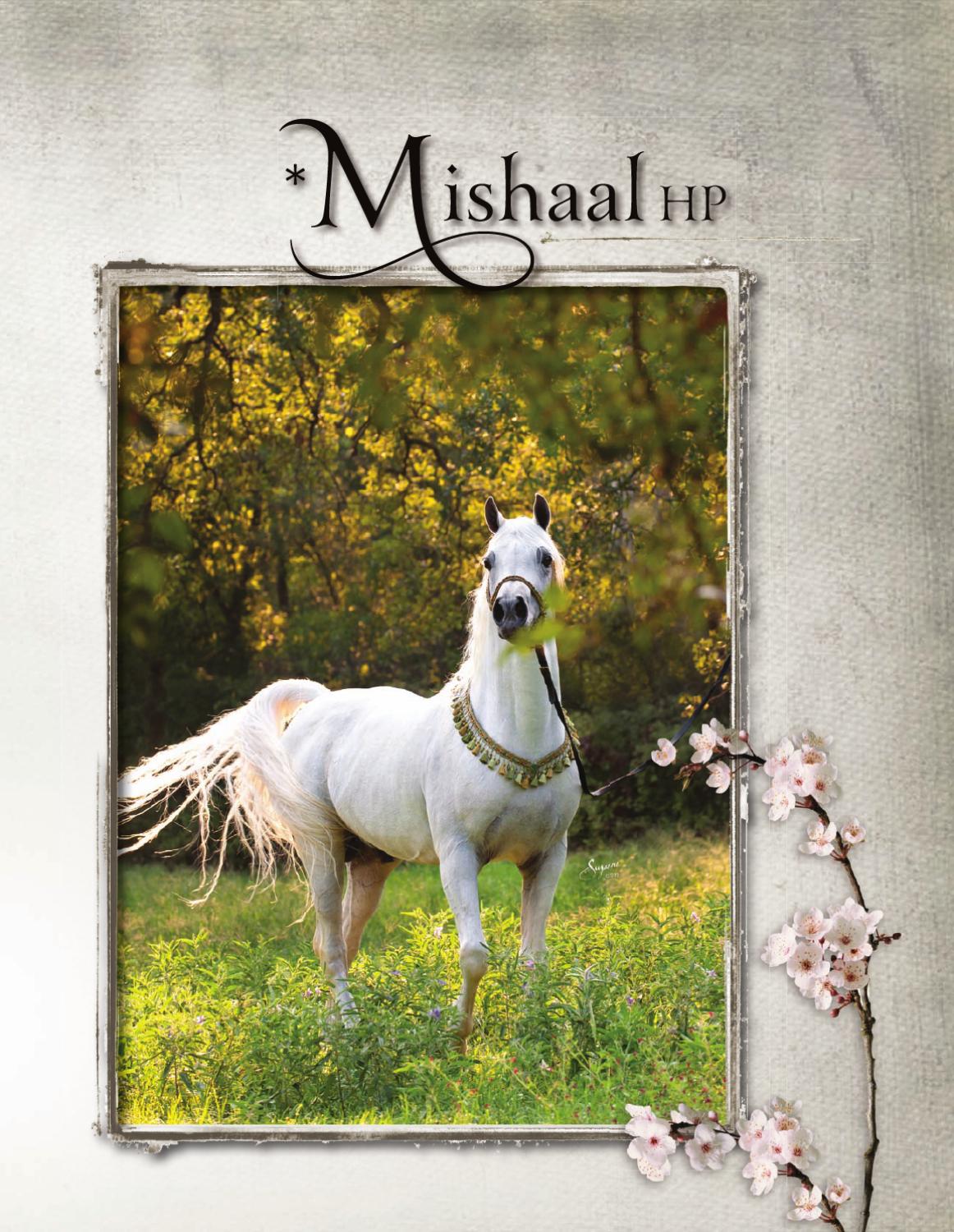 *Mishaal HP by Arabian Horse World - Issuu