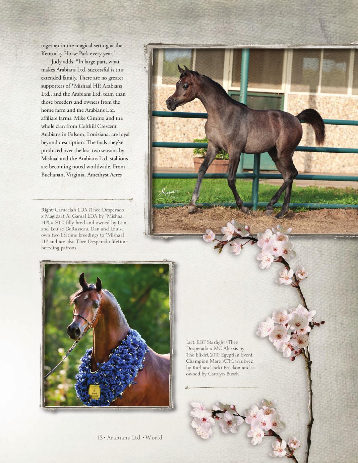 *Mishaal HP by Arabian Horse World - Issuu