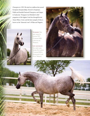 Valley Oak Arabians — A Place in the Sun by Arabian Horse World - Issuu