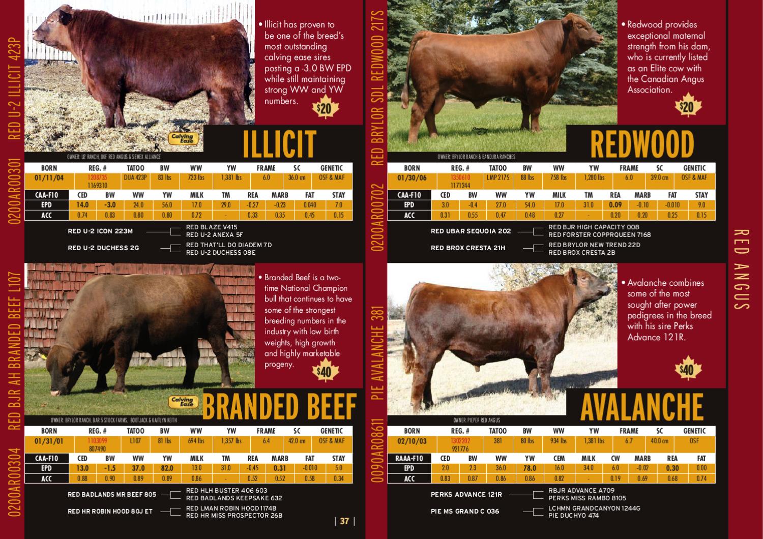 2011 Beef Catalogue by Semex - Issuu
