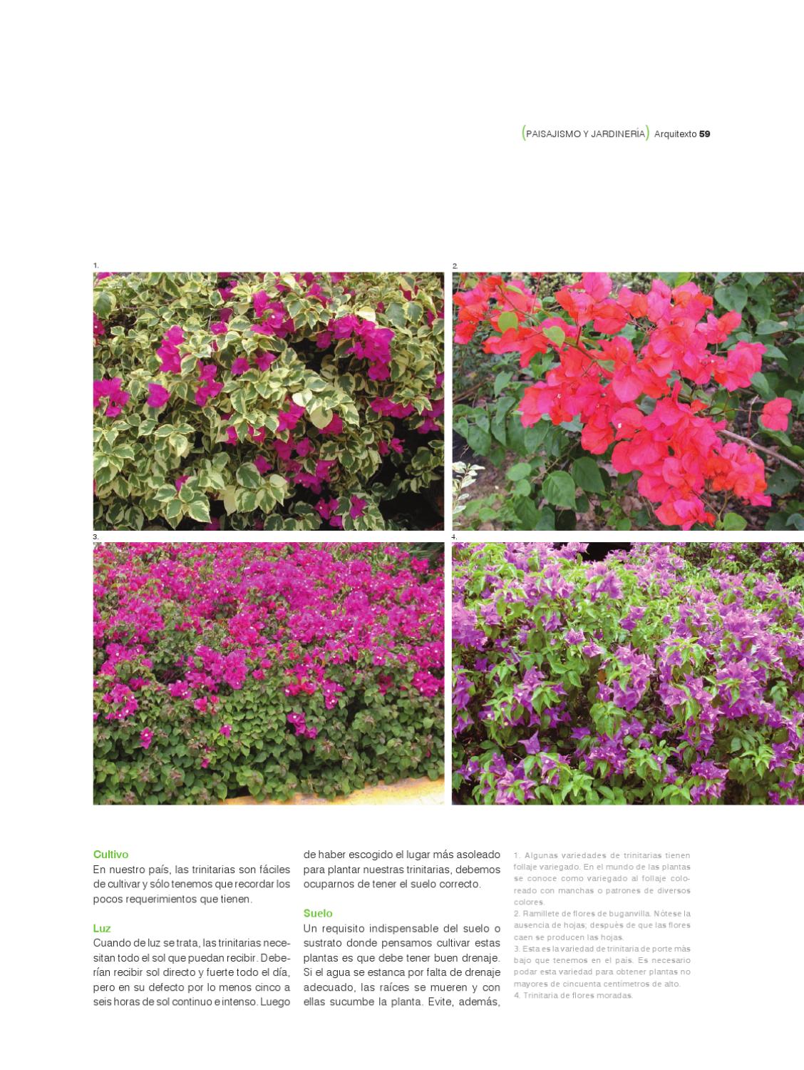 Las trinitarias, cultivo I by Arquitexto - Issuu