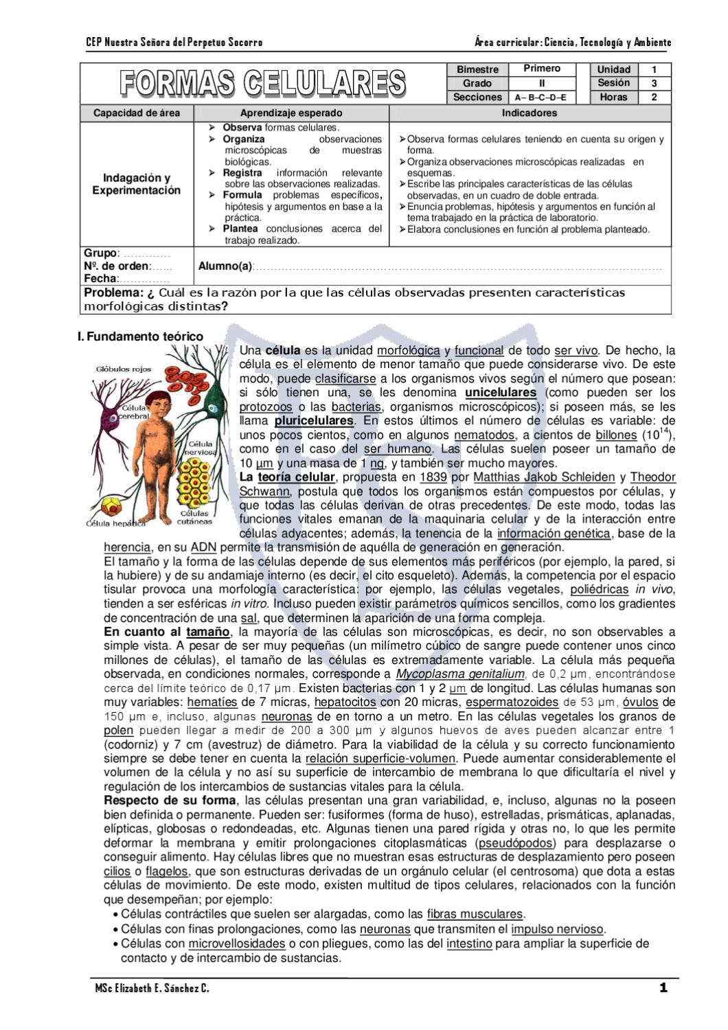 PRACTICA DE FORMAS CELULARES by Julio César Vásquez Gonzales - Issuu