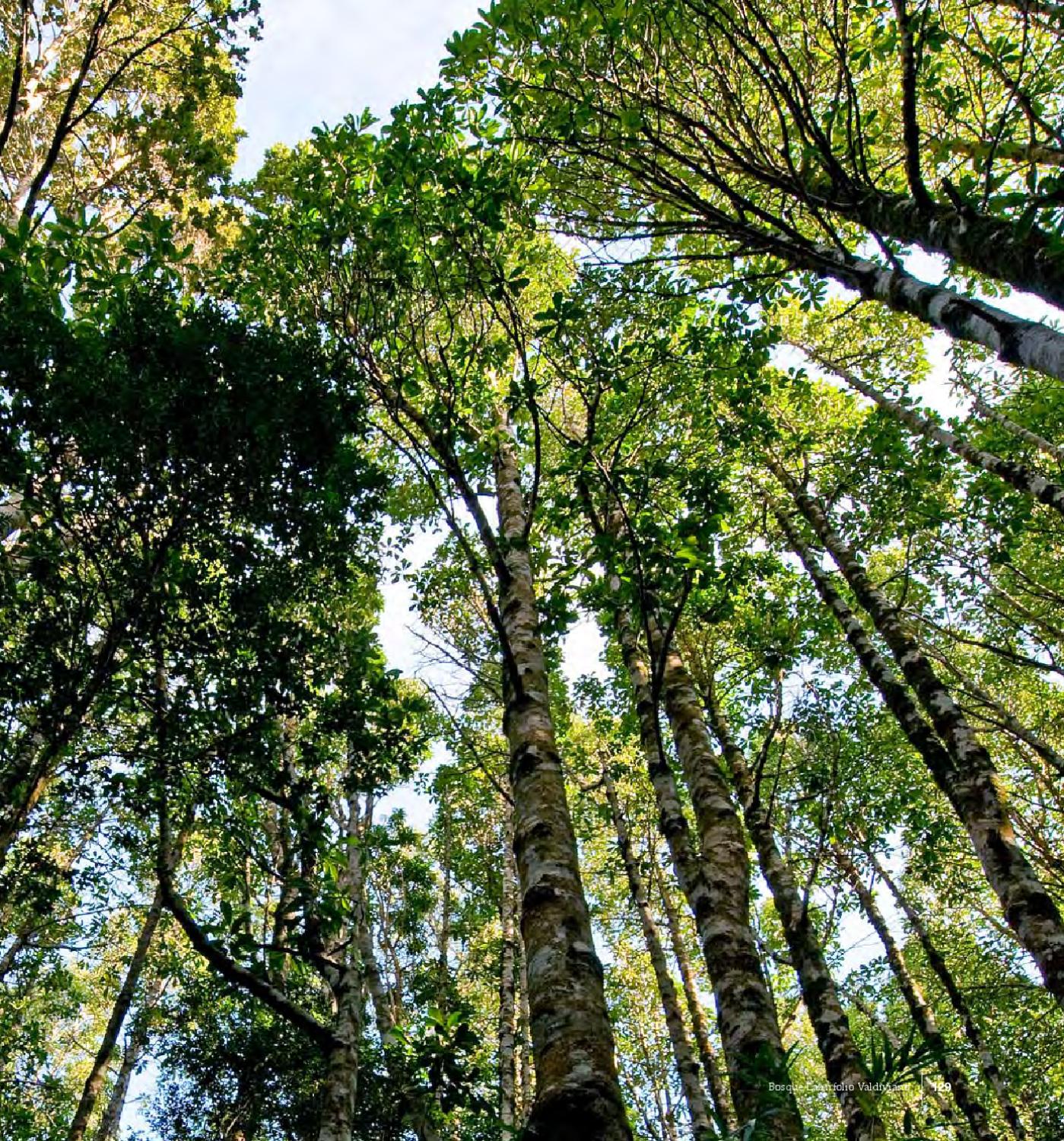 Arboles Nativos de Chile by Fernando Ruz - chileangarden - Issuu
