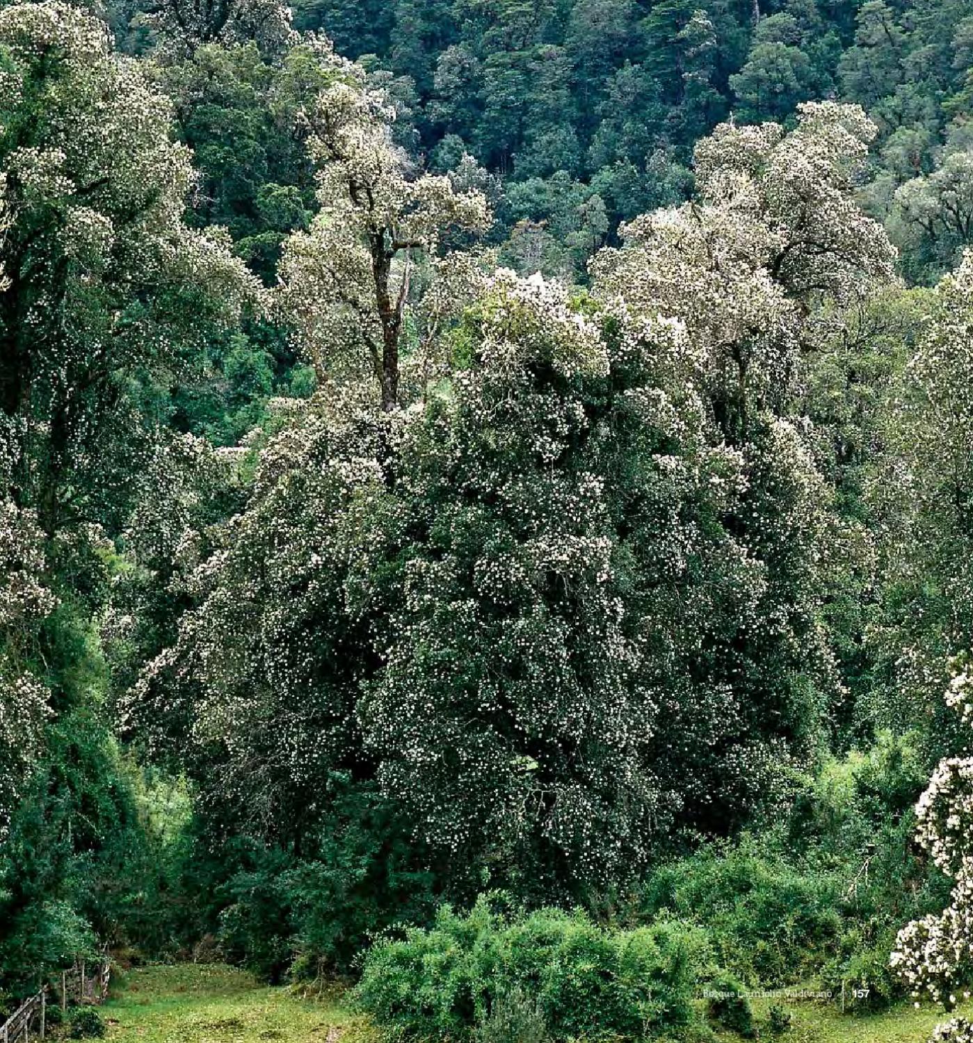 Arboles Nativos de Chile by Fernando Ruz - chileangarden - Issuu
