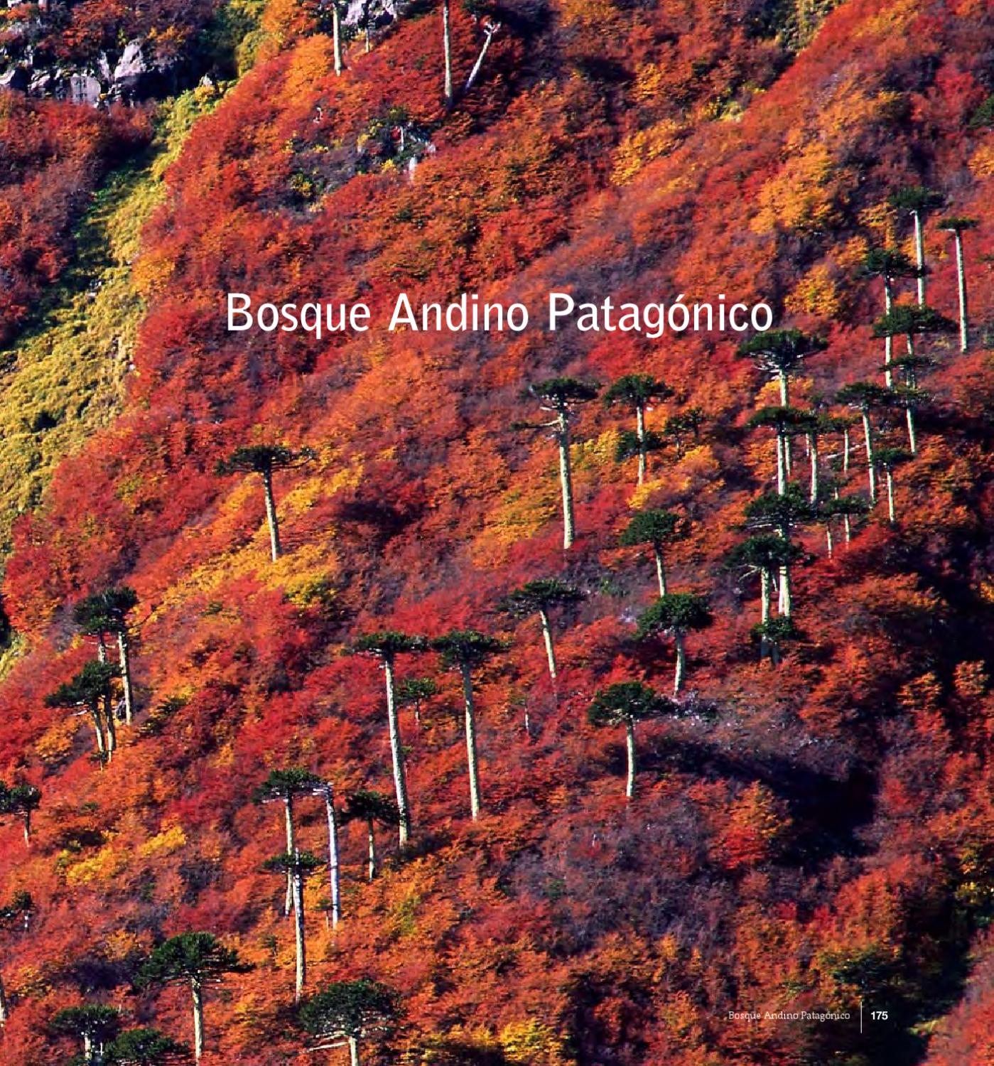 Arboles Nativos de Chile by Fernando Ruz - chileangarden - Issuu