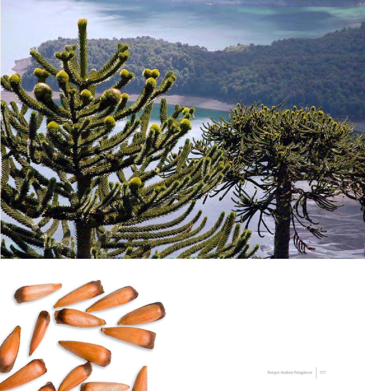 Árboles Nativos De Chile | Conoce árboles nativos de la zona centro de ...