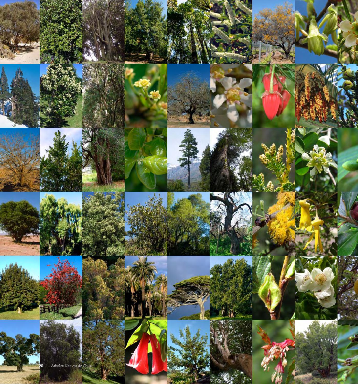 Arboles Nativos de Chile by Fernando Ruz - chileangarden - Issuu
