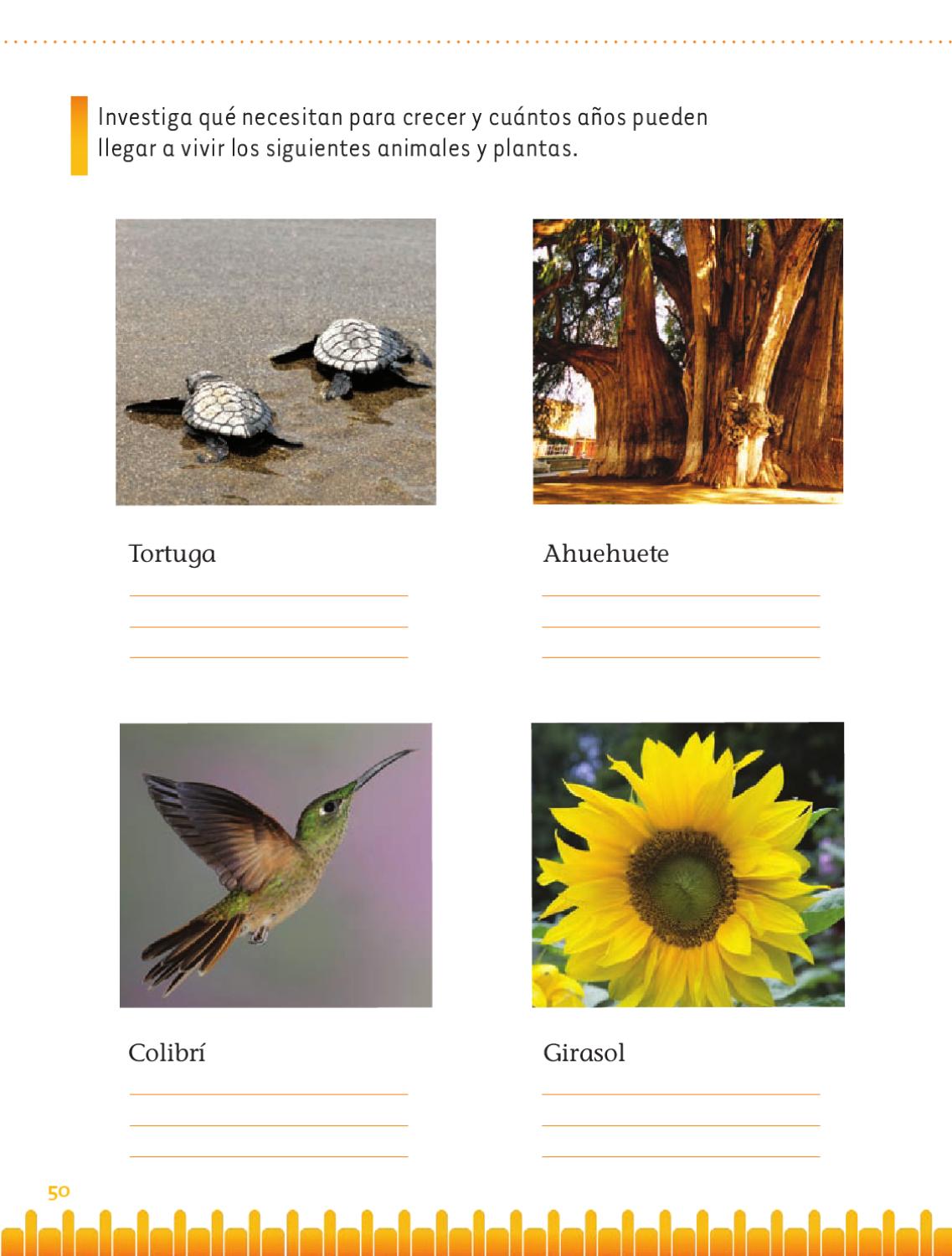 Exploración de la Naturaleza y la Sociedad 1er. Grado by Rarámuri - Issuu