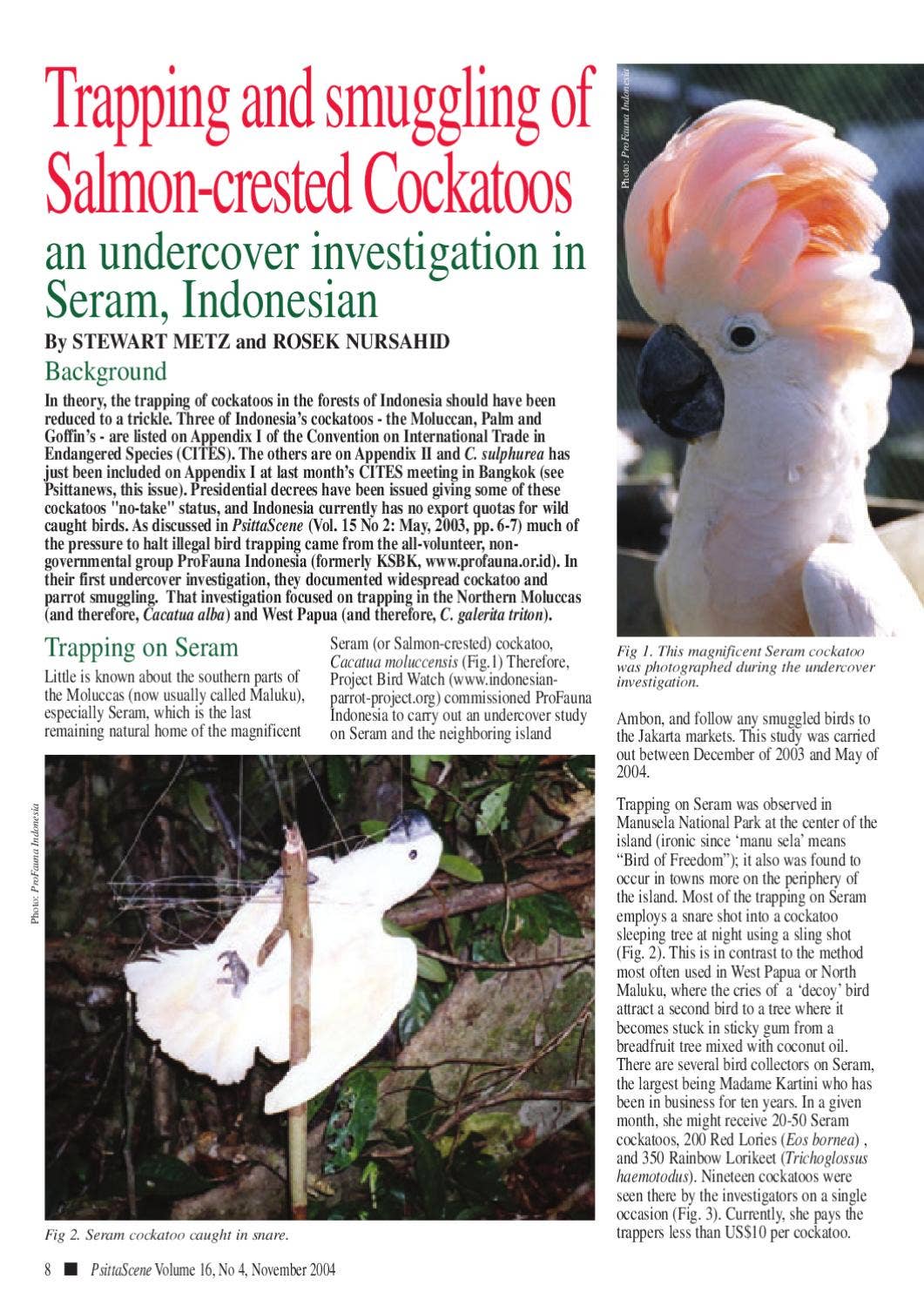 Trapping and Smuggling of Salmon-crested Cockatoos - PsittaScene Issue ...