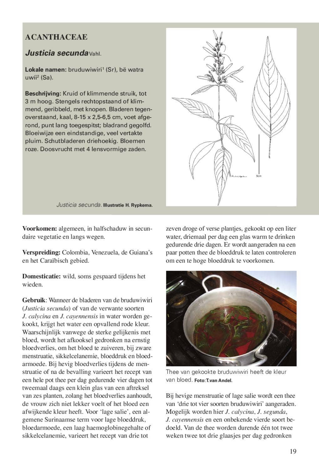 Medicinale en rituele planten van Suriname by LM Publishers - Issuu