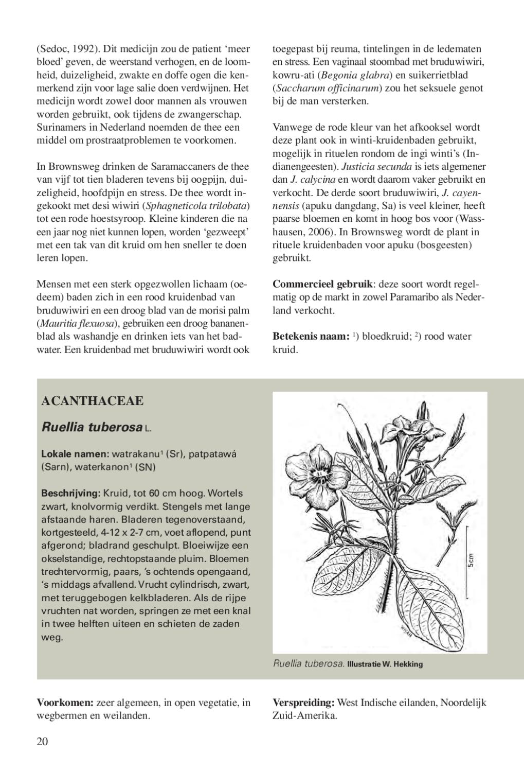 Medicinale en rituele planten van Suriname by LM Publishers - Issuu