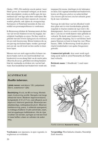 Medicinale en rituele planten van Suriname by LM Publishers - Issuu