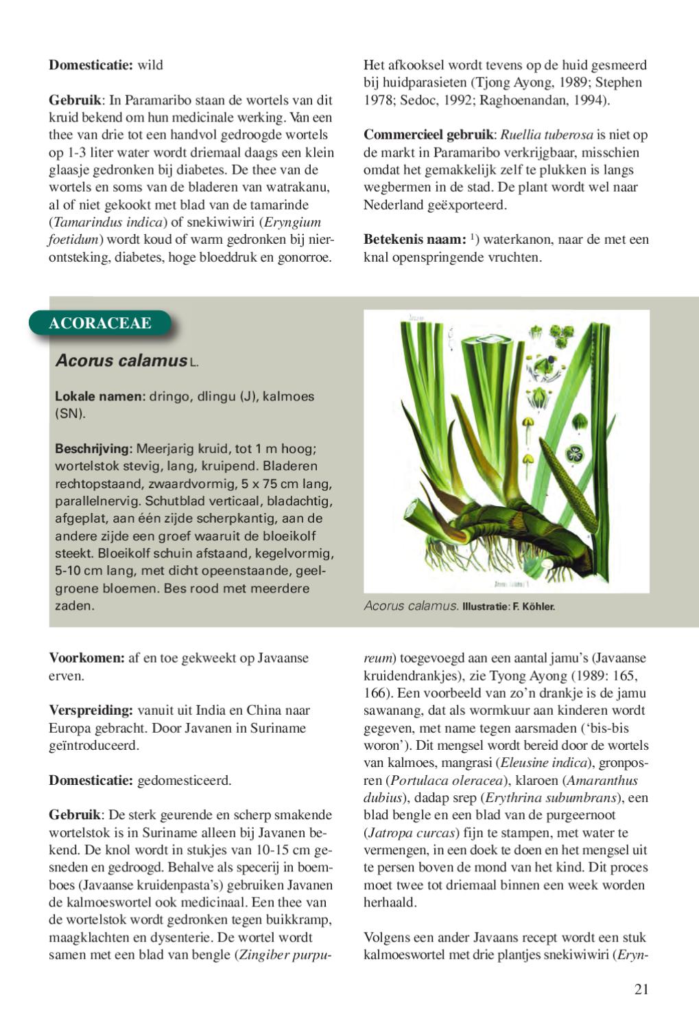 Medicinale en rituele planten van Suriname by LM Publishers - Issuu