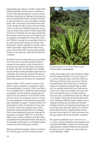 Medicinale en rituele planten van Suriname by LM Publishers - Issuu