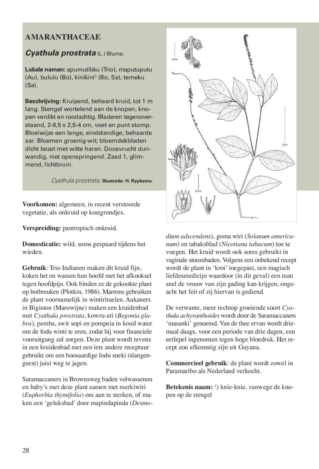Medicinale en rituele planten van Suriname by LM Publishers - Issuu