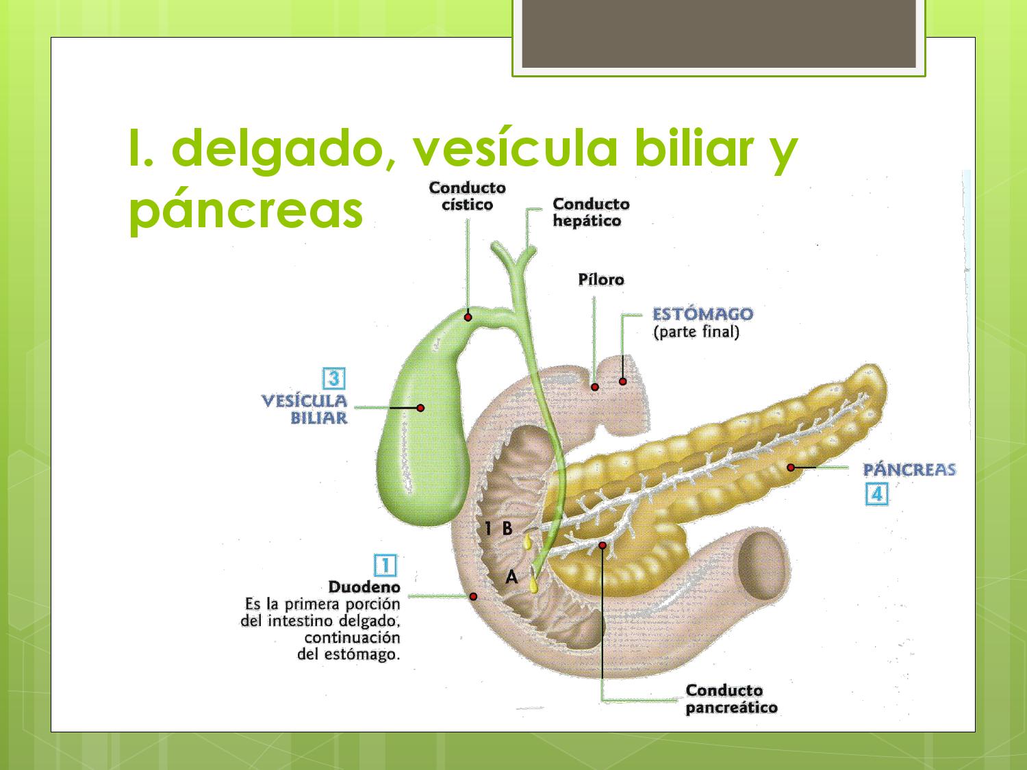 SISTEMA DIGESTIVO HUMANO by Julio César Vásquez Gonzales - Issuu