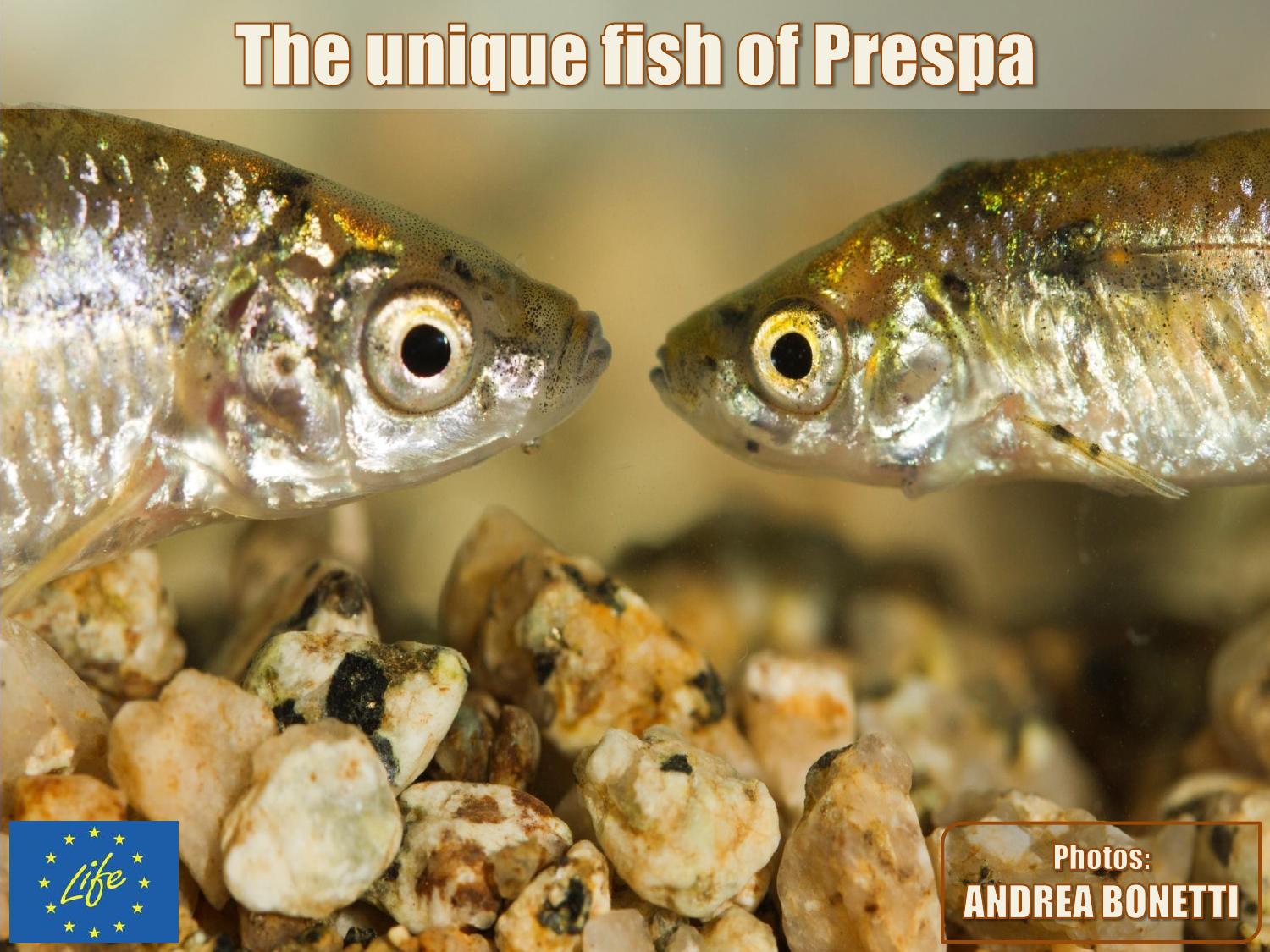 The Unique Fish of Prespa by SPP - Issuu