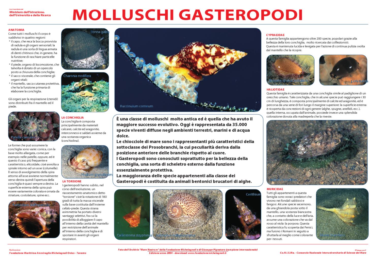 Molluschi_gasteropodi by Bio Consulting - Pasquale Bondanese Biologist ...