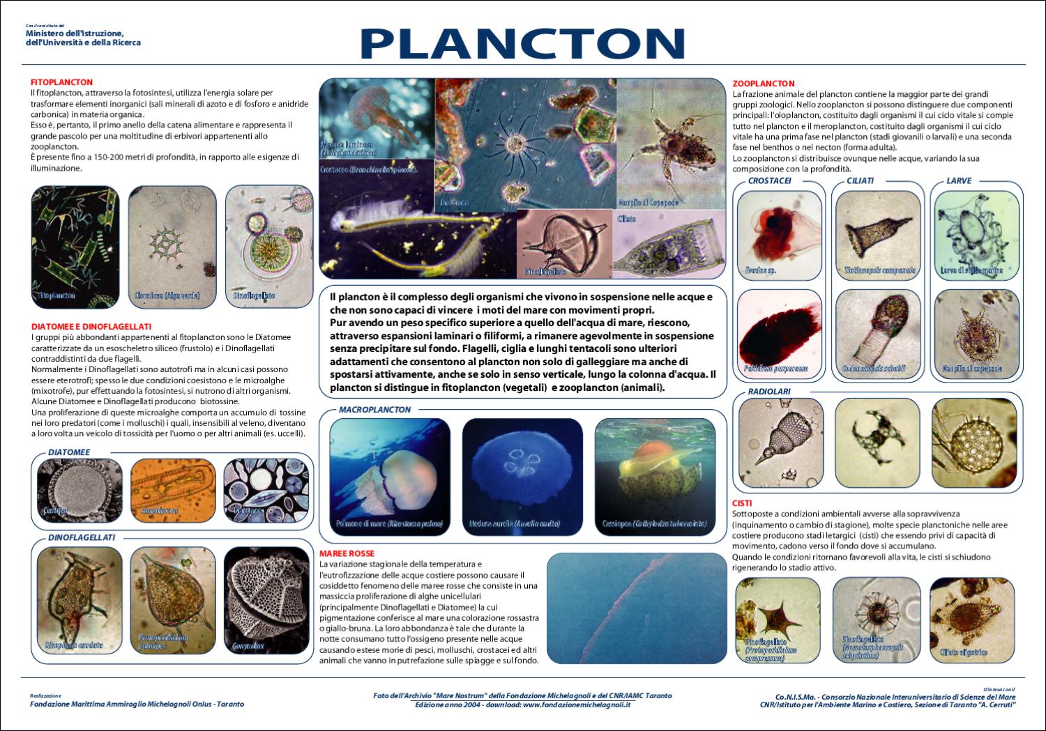 Plancton by Bio Consulting - Pasquale Bondanese Biologist - Industrial ...