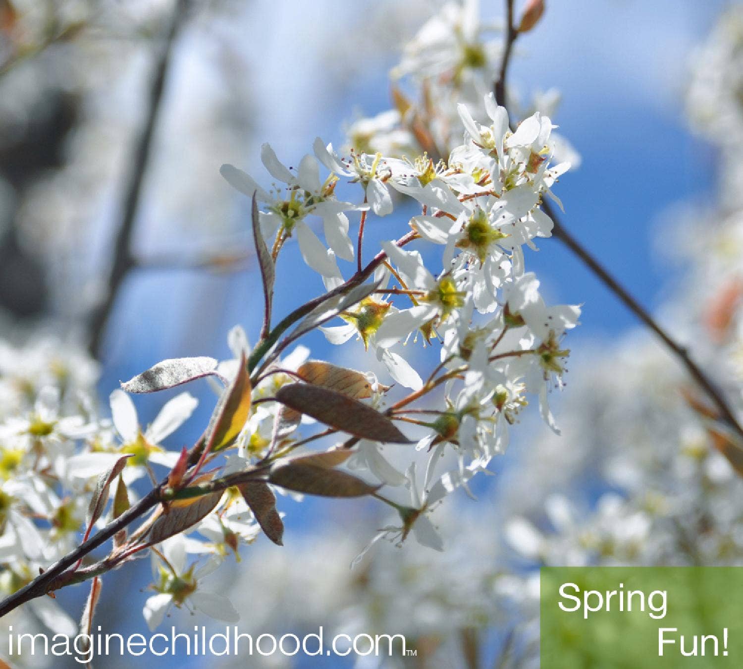Imagine Childhood Spring Guide 2012 by Imaginechildhood.com LLC - Issuu