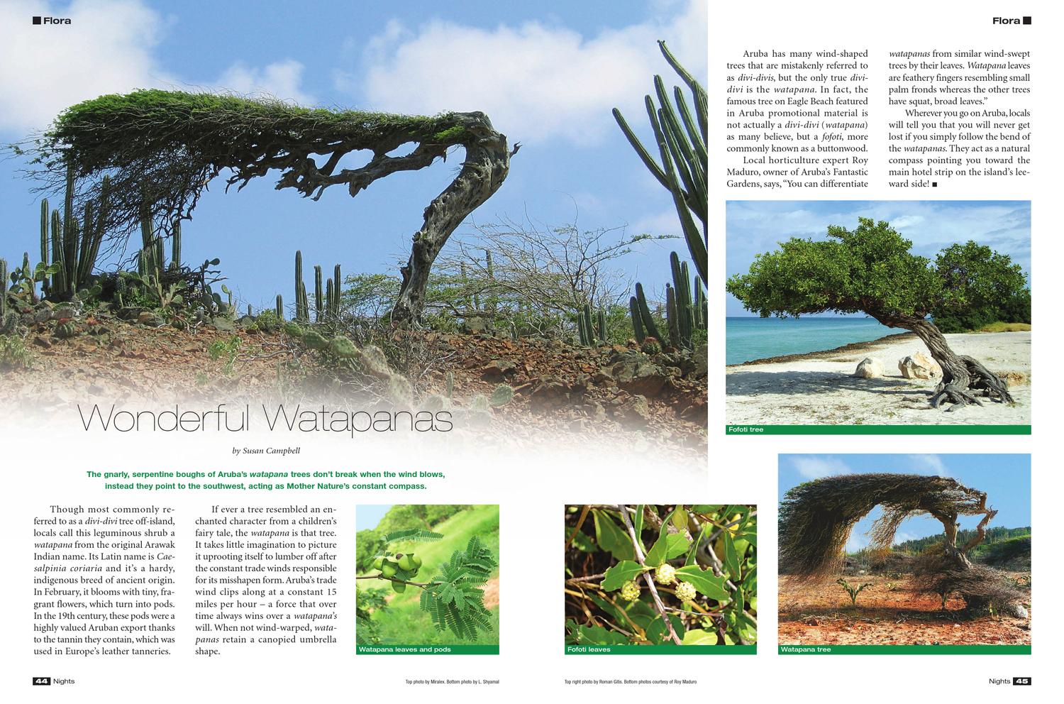 Wonderful Watapanas by Sue Campbell - Issuu