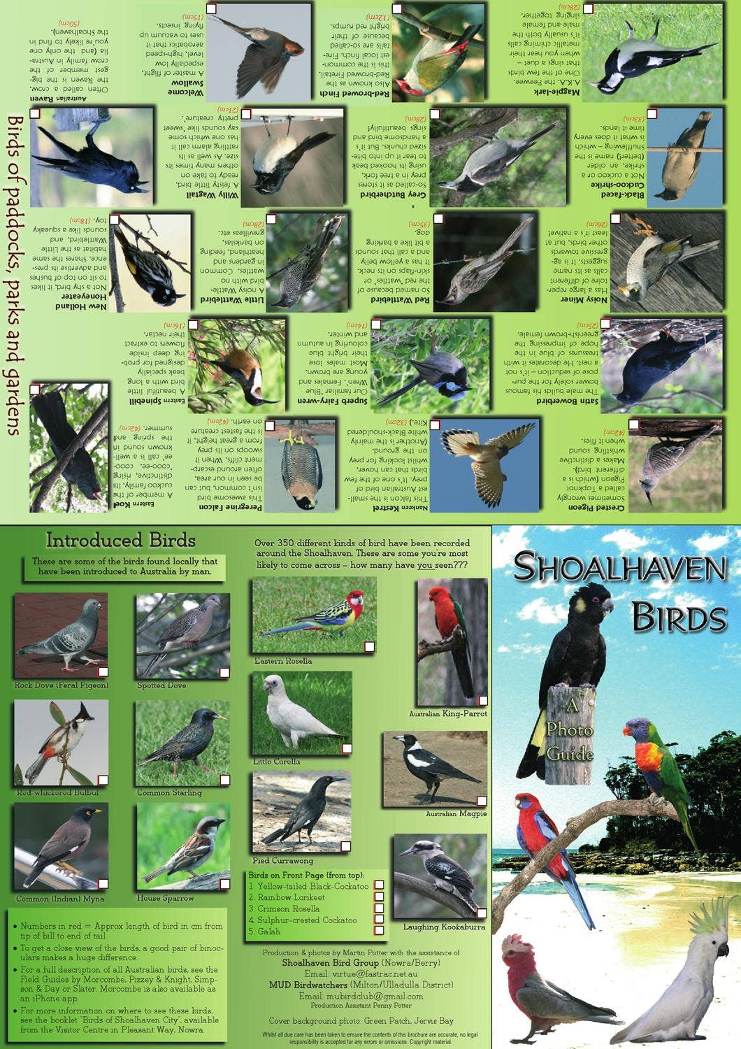 Shoalhaven Birds Guide by Visit Shoalhaven - Issuu