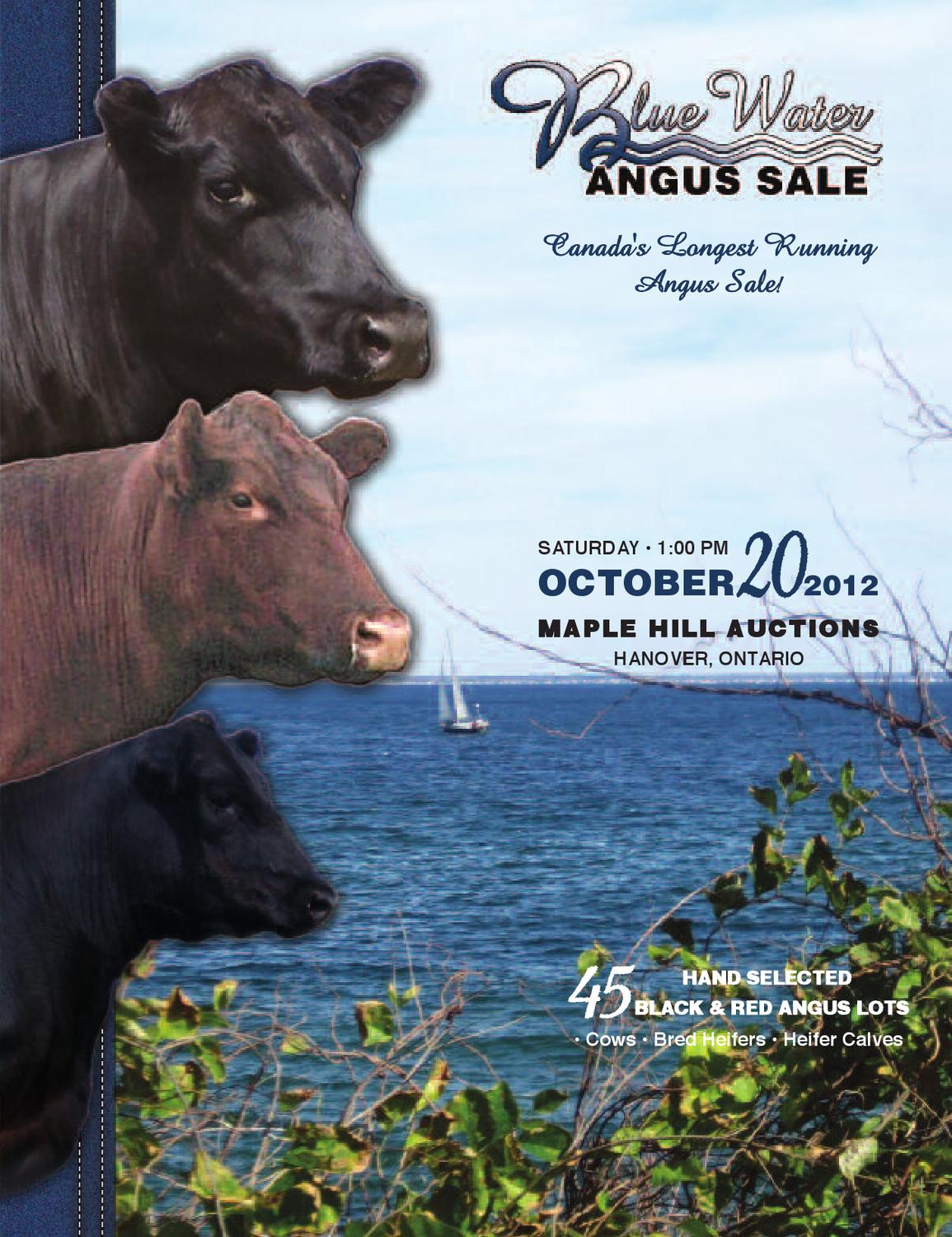 Blue Water Angus Sale by Coyote Publishing Ltd. - Issuu