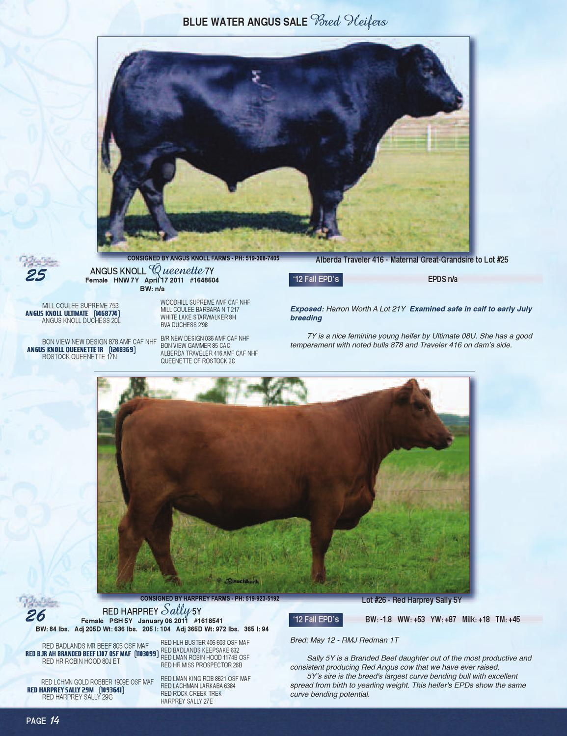 Blue Water Angus Sale 2012 by Everything Angus - Issuu
