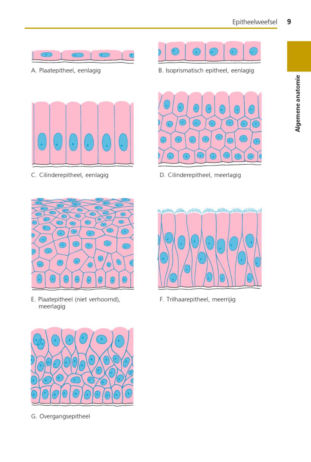 SESAM Atlas anatomie deel 1. Bewegingsapparaat by ThiemeMeulenhoff - Issuu