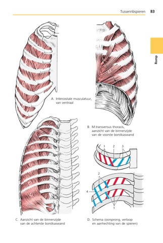 SESAM Atlas anatomie deel 1. Bewegingsapparaat by ThiemeMeulenhoff - Issuu