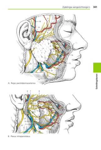 SESAM Atlas anatomie deel 1. Bewegingsapparaat by ThiemeMeulenhoff - Issuu