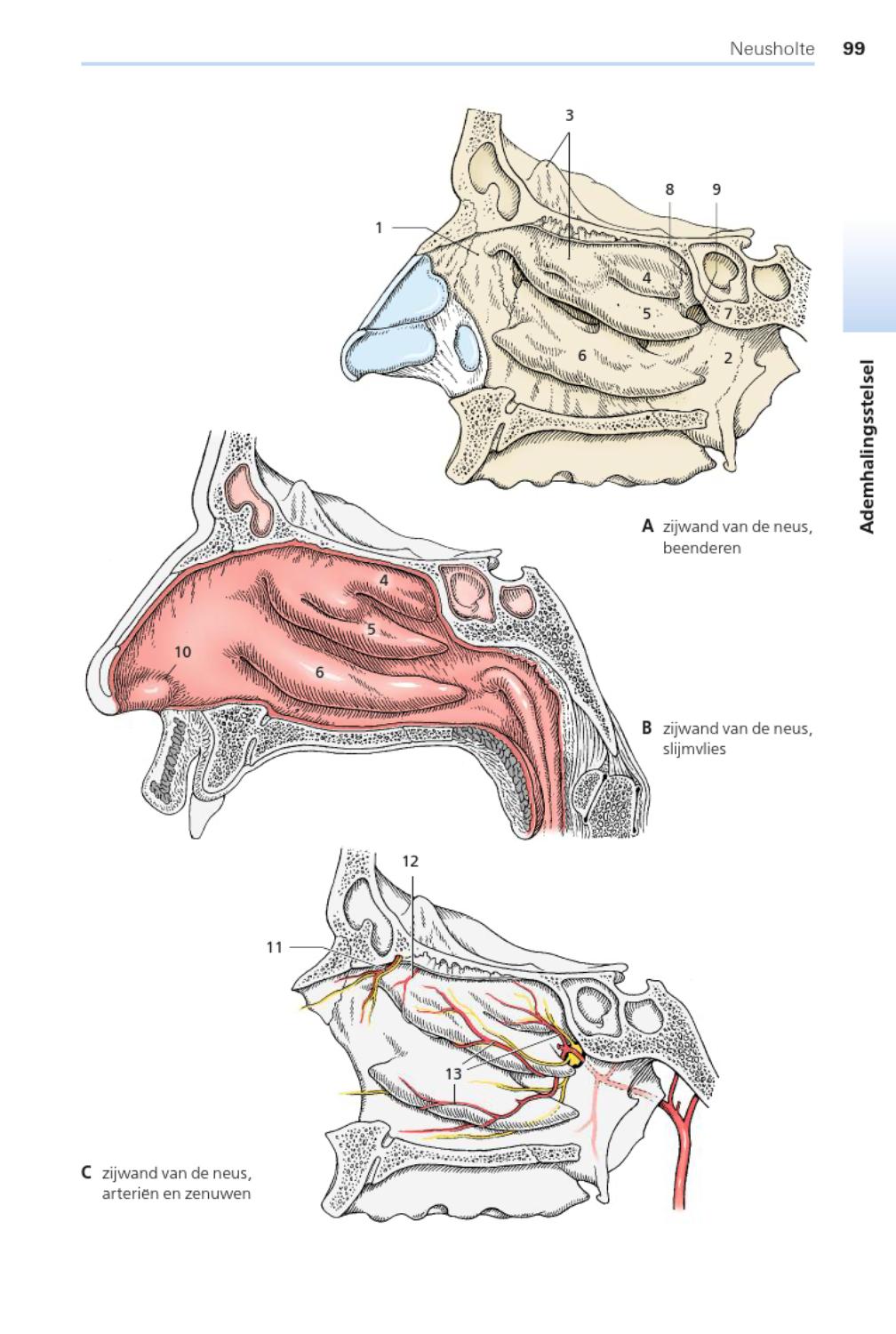 SESAM Atlas anatomie deel 2. Inwendige organen by ThiemeMeulenhoff - Issuu