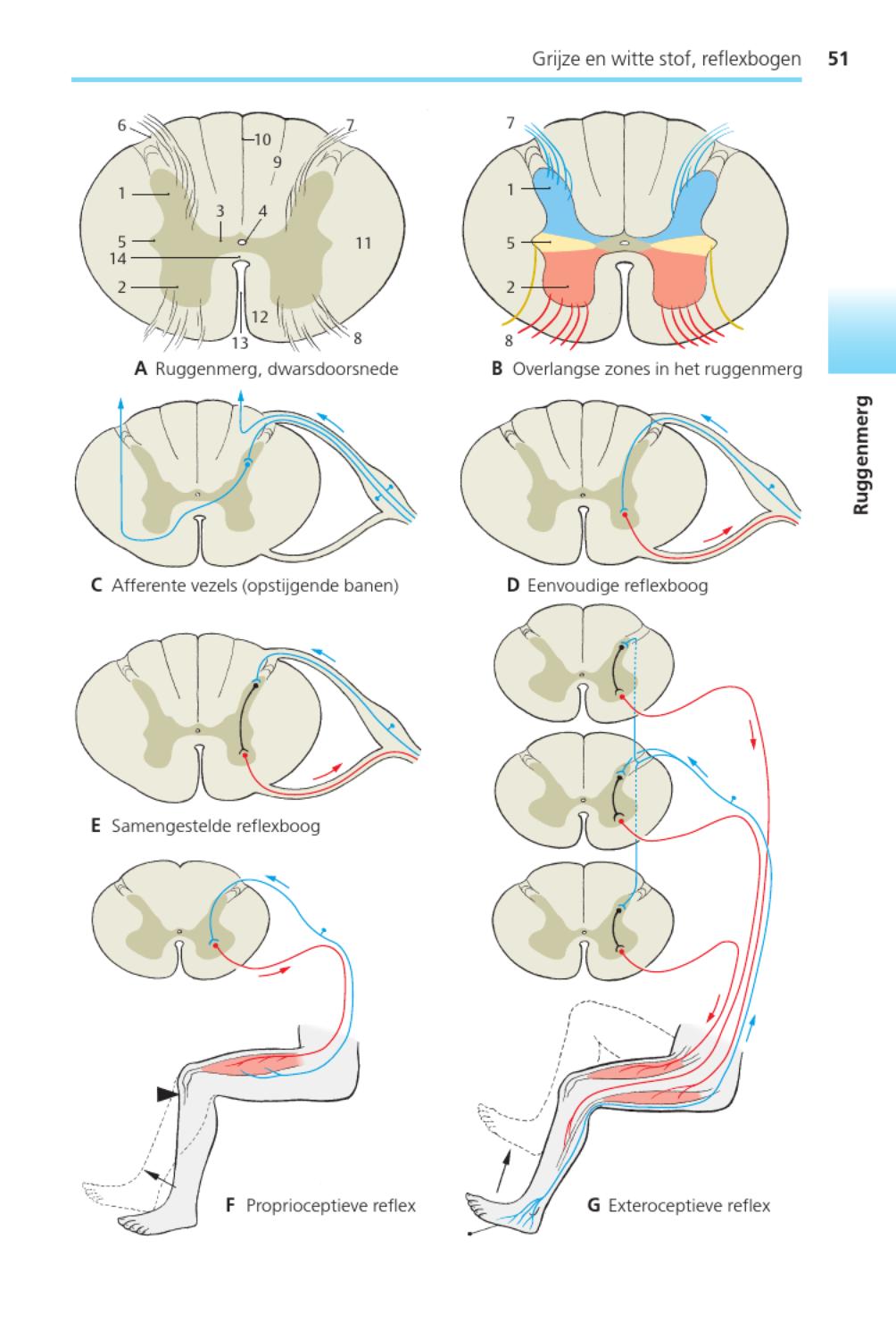 SESAM Atlas anatomie Deel 3. Zenuwstelsel en zintuigen by ...