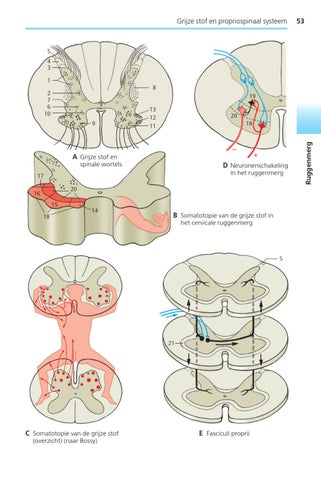 SESAM Atlas anatomie Deel 3. Zenuwstelsel en zintuigen by ...