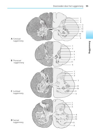 Hersenen En Ruggenmerg Diagram