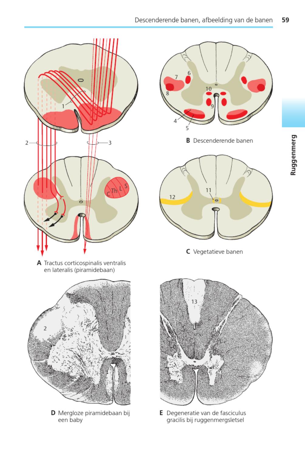SESAM Atlas anatomie Deel 3. Zenuwstelsel en zintuigen by ...
