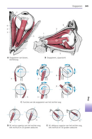 SESAM Atlas anatomie Deel 3. Zenuwstelsel en zintuigen by ...