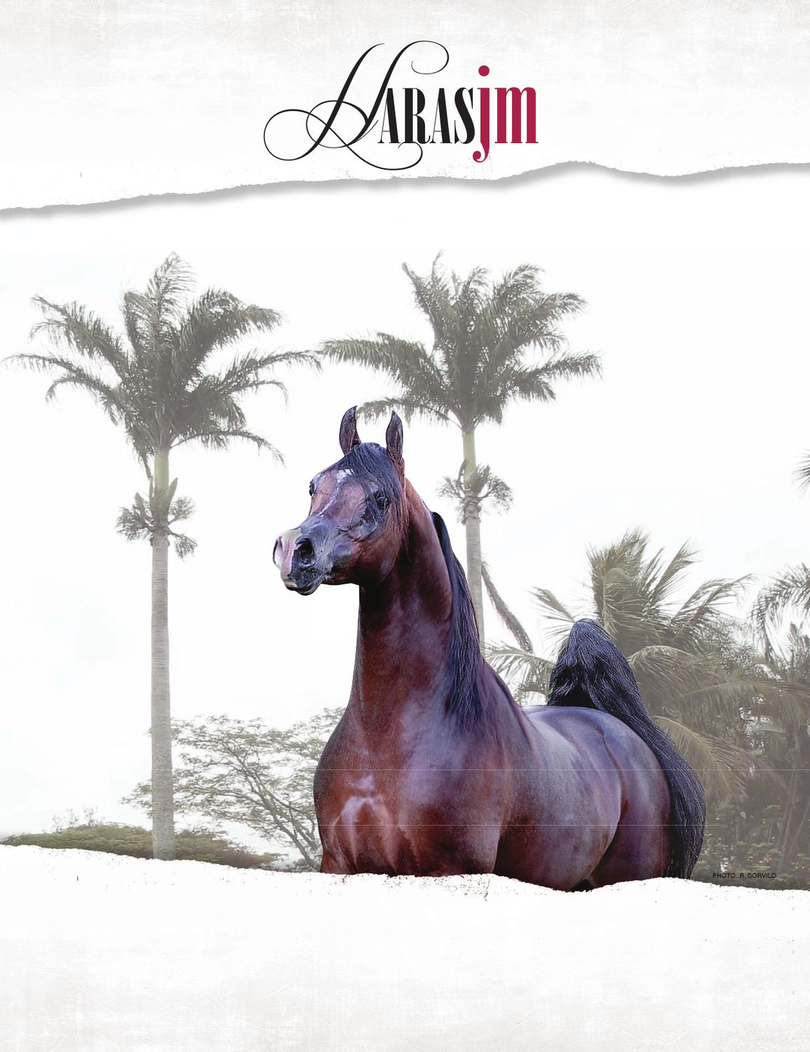 Haras JM by Arabian Horse World - Issuu