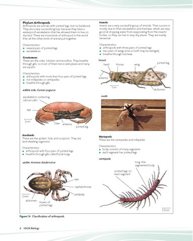 Arthropods Characteristics Chart