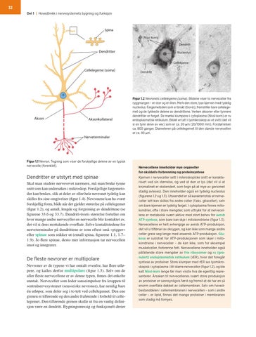 Sentralnervesystemet 5 utgave by Universitetsforlaget - Issuu
