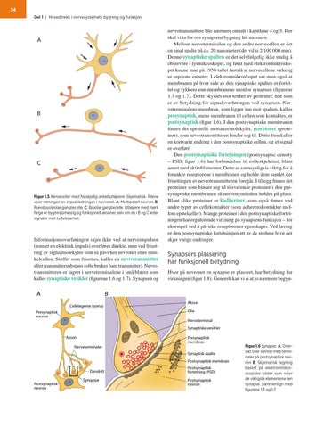 Sentralnervesystemet 5 utgave by Universitetsforlaget - Issuu