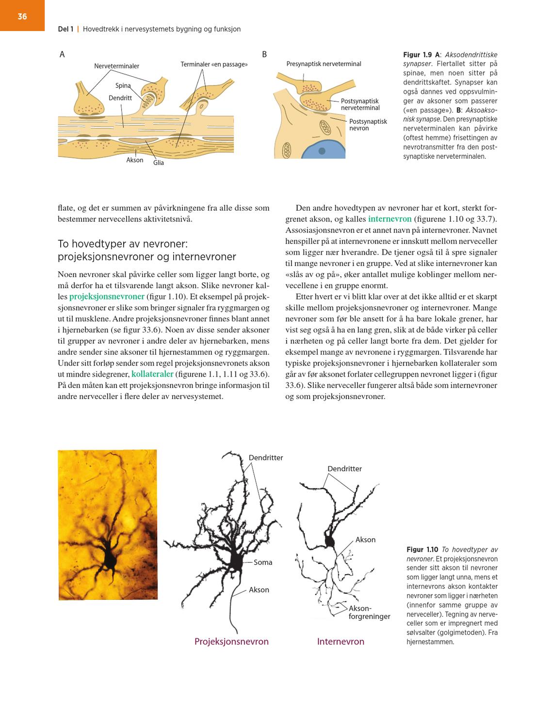 Sentralnervesystemet 5 utgave by Universitetsforlaget - Issuu
