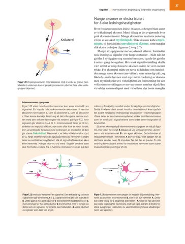 Sentralnervesystemet 5 utgave by Universitetsforlaget - Issuu