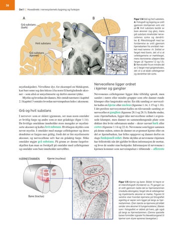 Sentralnervesystemet 5 utgave by Universitetsforlaget - Issuu