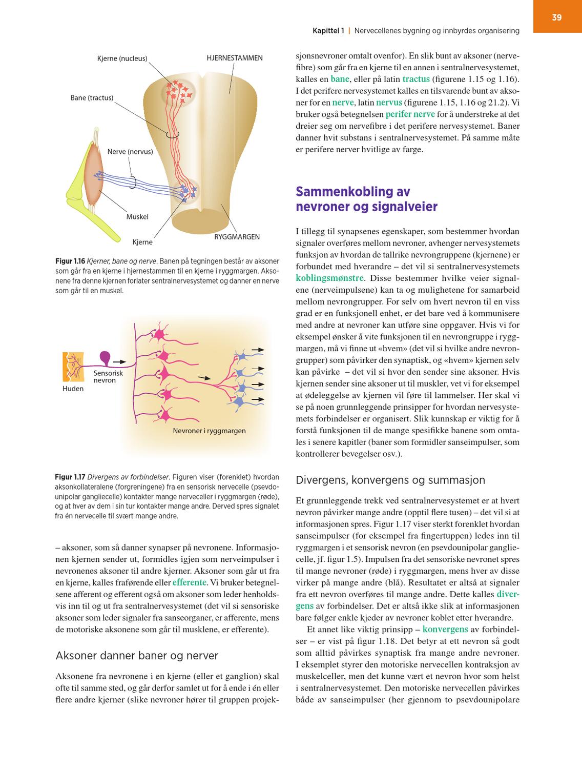 Sentralnervesystemet 5 utgave by Universitetsforlaget - Issuu