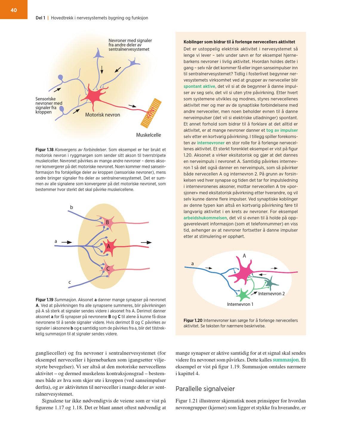 Sentralnervesystemet 5 utgave by Universitetsforlaget - Issuu